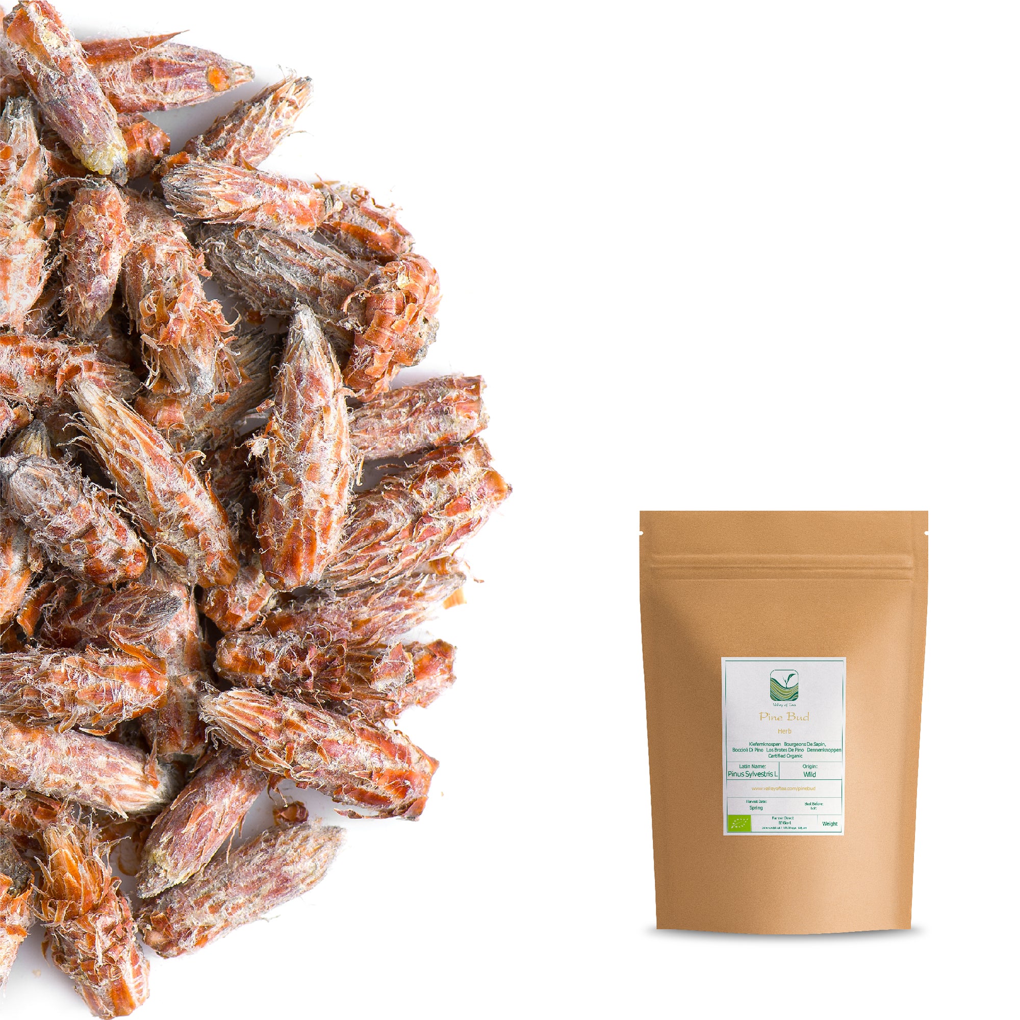 Pine Bud - Valley of Tea